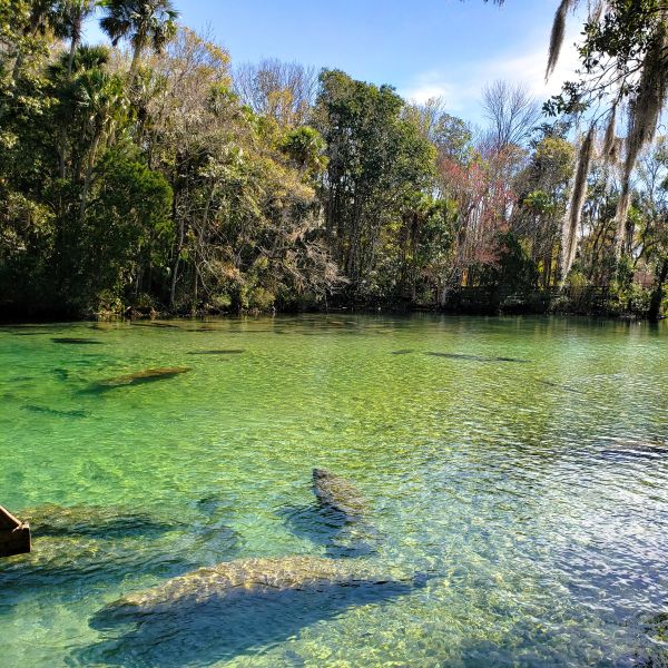 Crystal River: Best Things To Do In A Day - Wander 4 Adventure